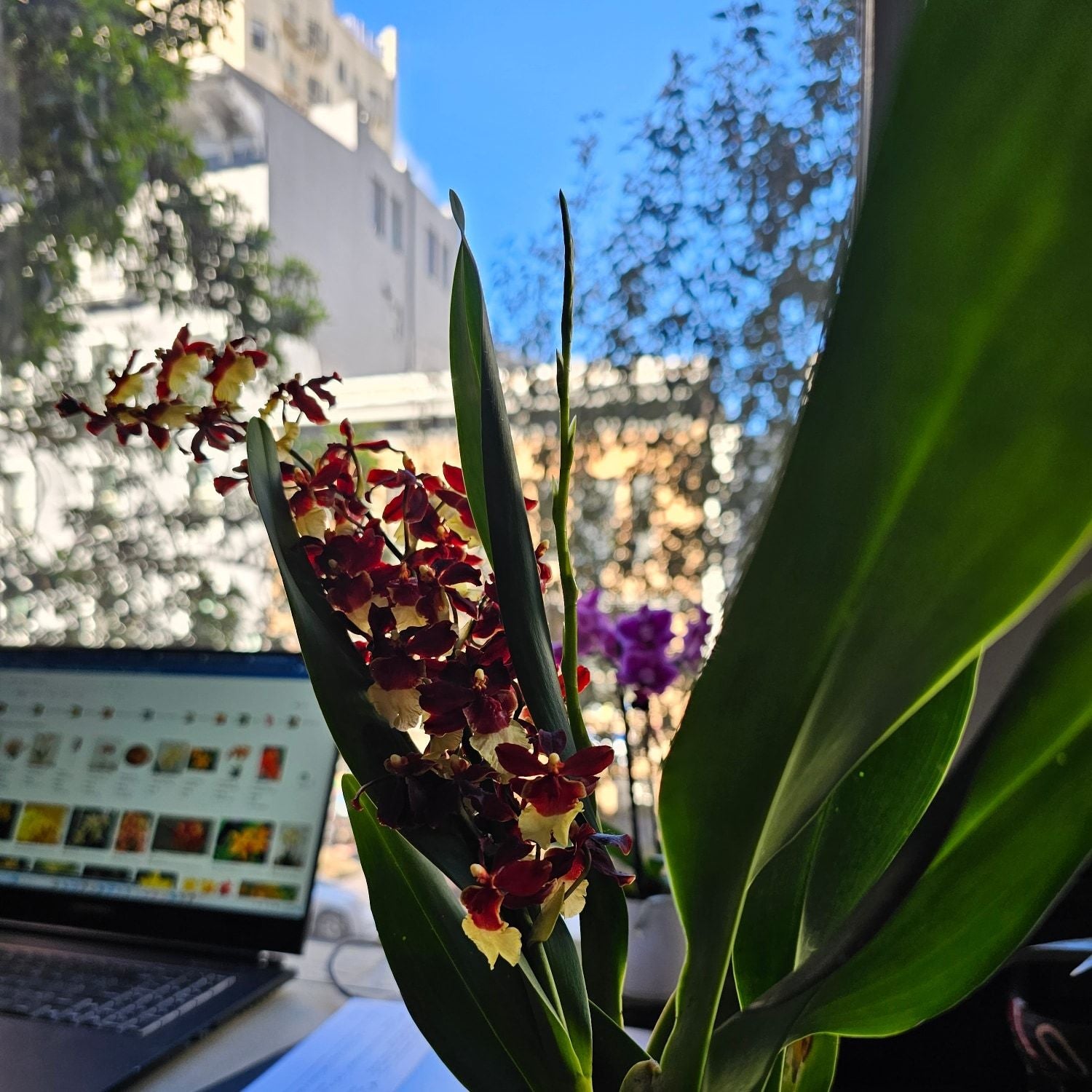 🌞 My Oncidium Sharry Baby 'Sweet Fragrance''s Sunlight Needs