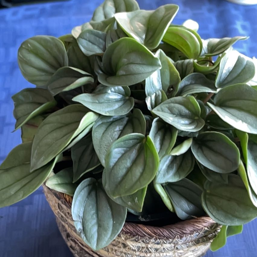 Leaf Erickson | A plant by @TopFlyingsquid on Greg