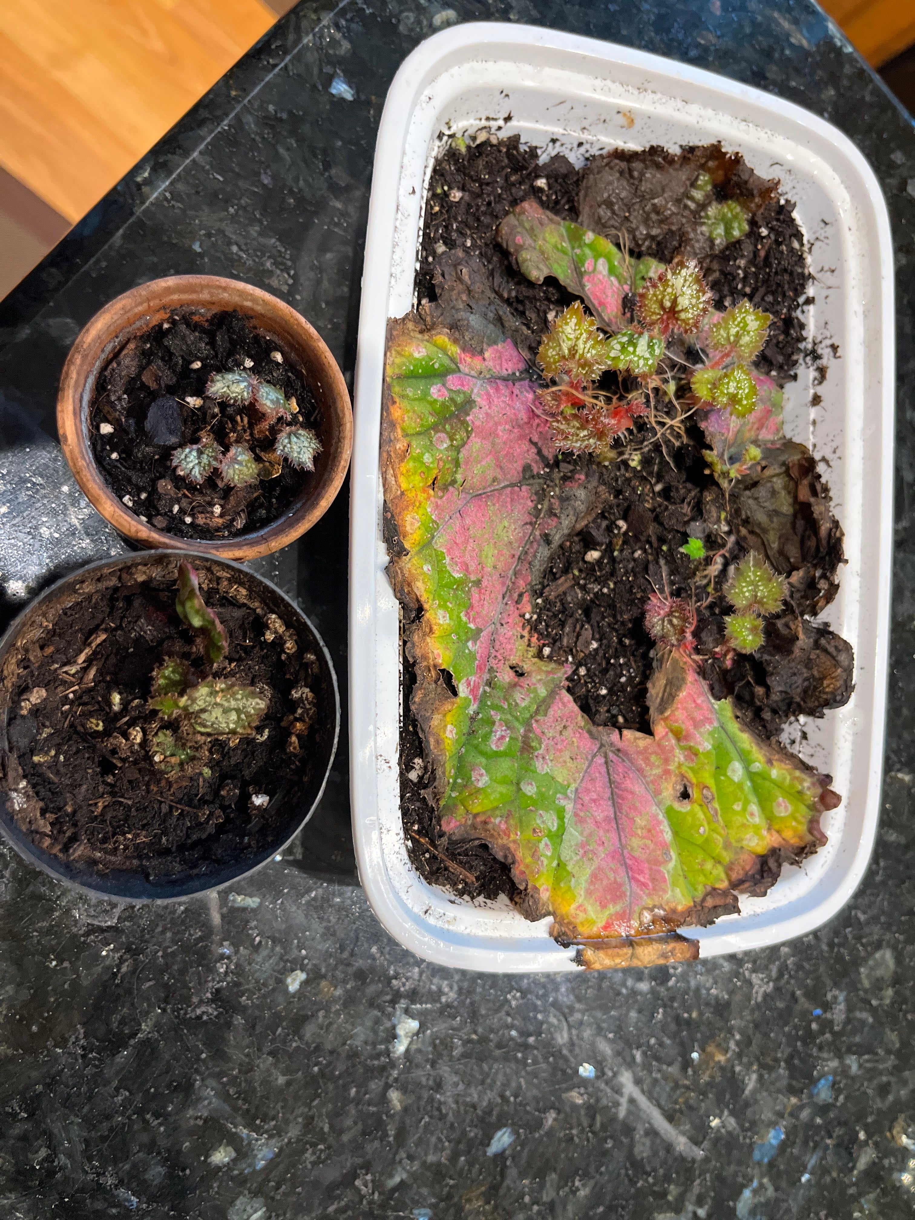 Begonia 'Orococo' Care 101: Water, Light & Growing Tips
