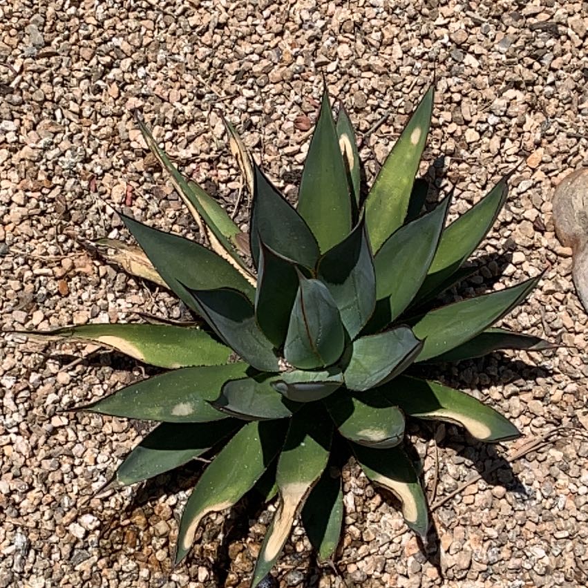 Propagating Your Coastal Agave: Step-by-Step Guide