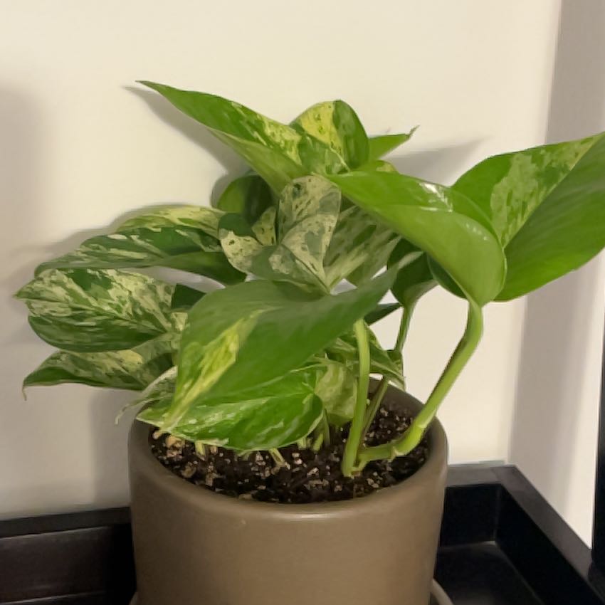 Homer | A plant by @ChampChickory on Greg