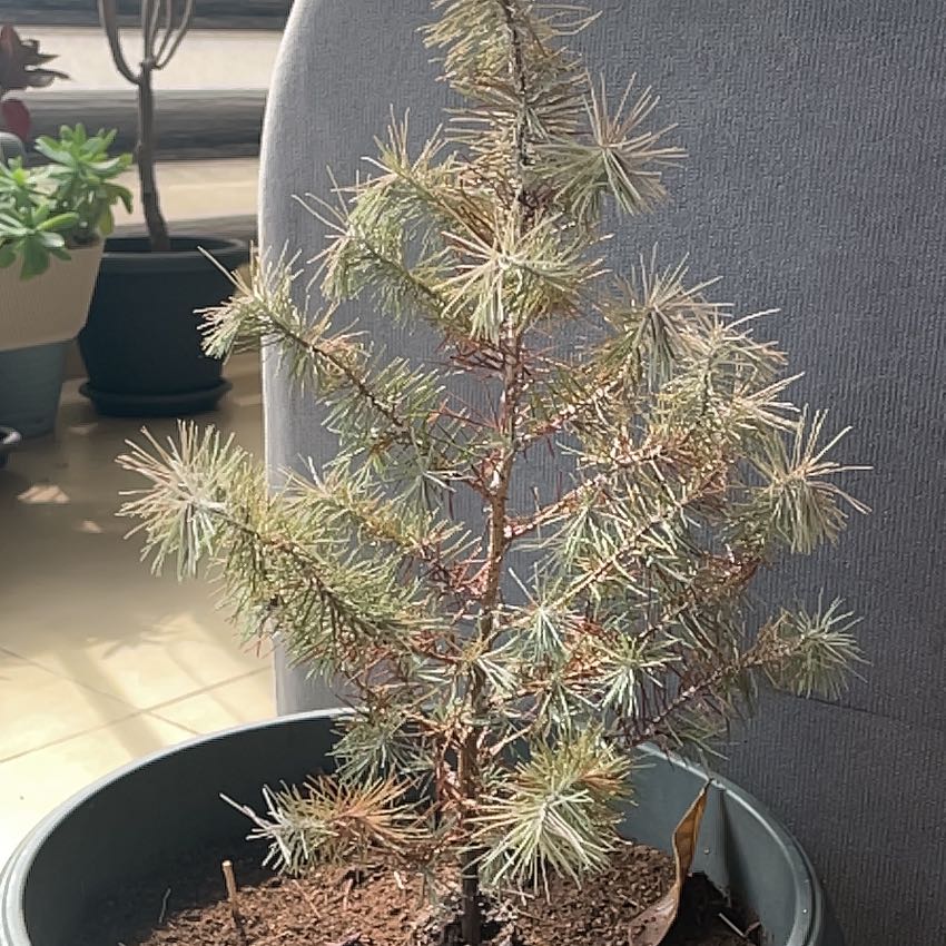 Athena | A plant by @SpicyKonjac on Greg