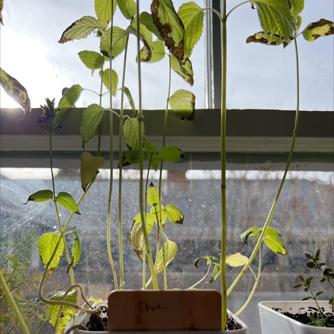 Why Are There Brown Spots on My Chia?