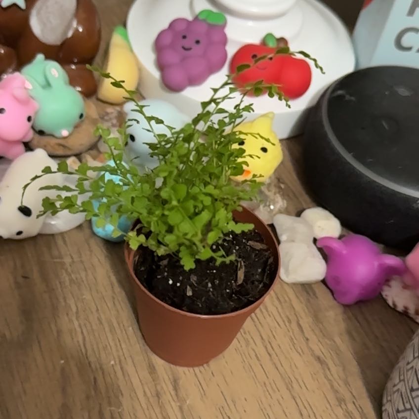 Homer | A plant by @PlantYogi on Greg