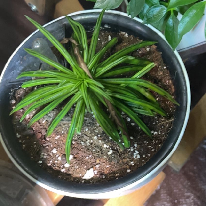 Homer | A plant by @HotshotChinotto on Greg