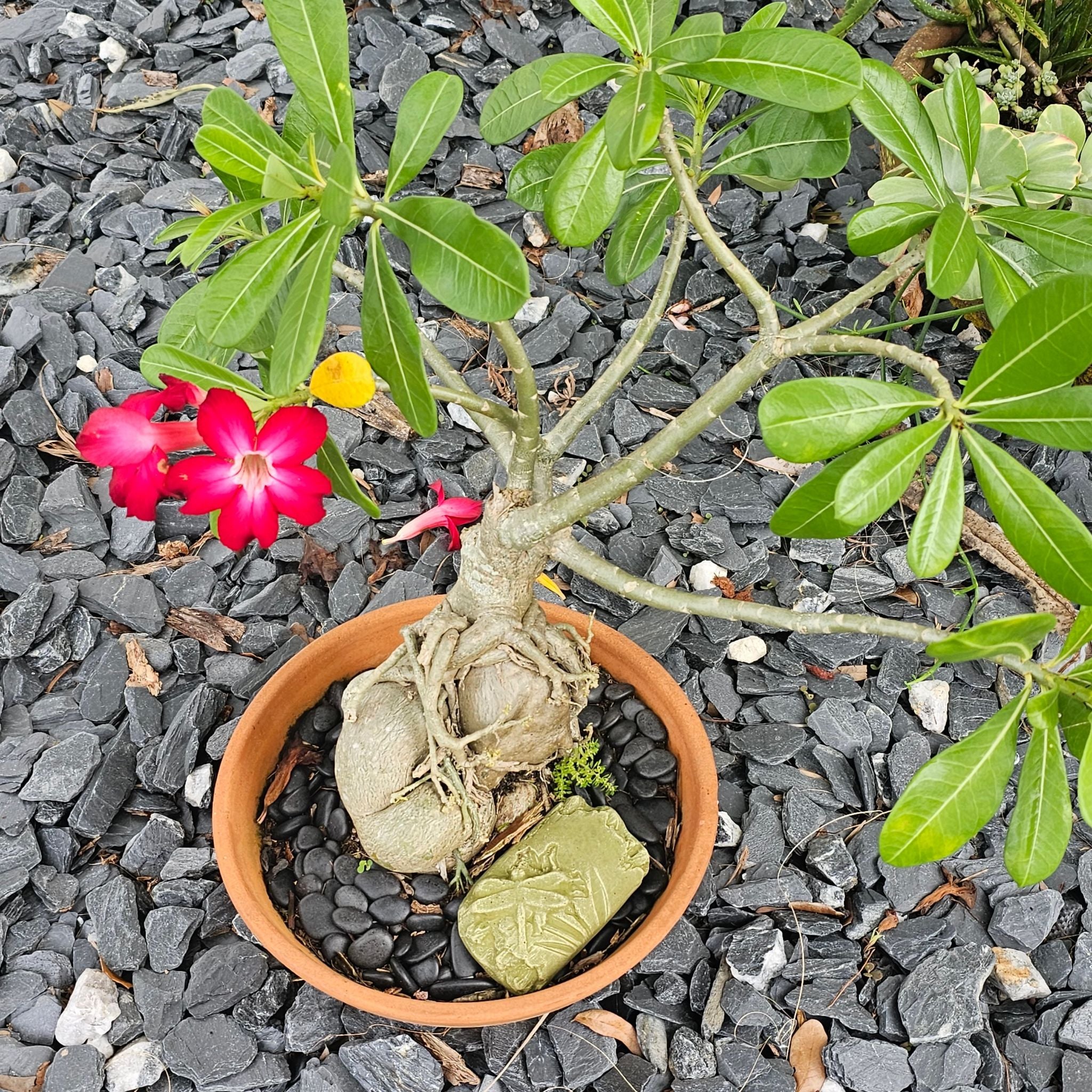 🌵 How Much Humidity Does My Desert Rose Plant Need?