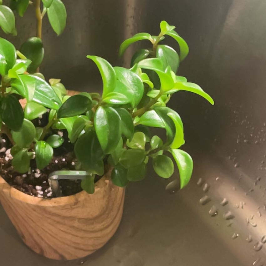 🐛 What To Do About Bugs on My Low Peperomia?