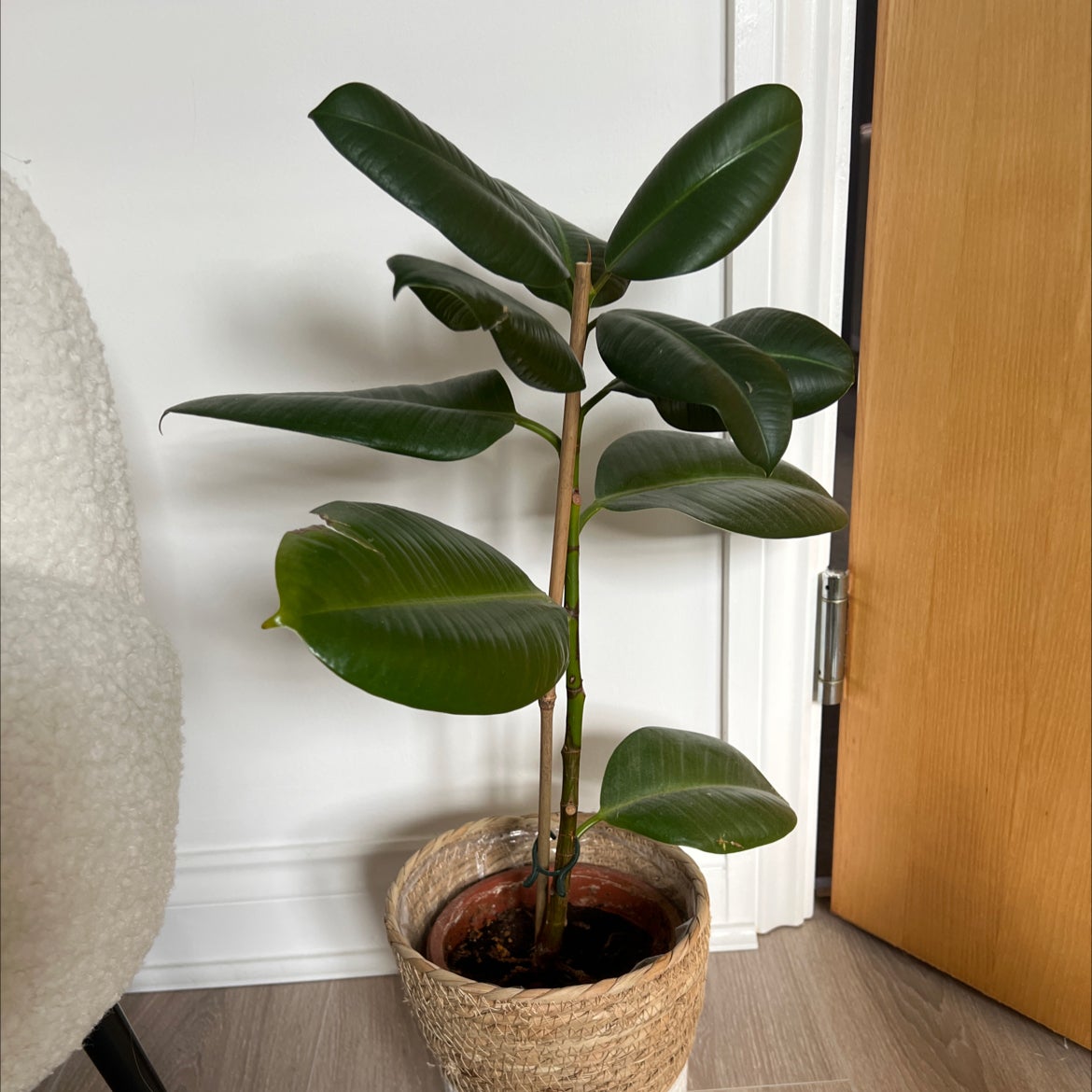 Propagating Ficus Robusta: Step-by-Step Guide