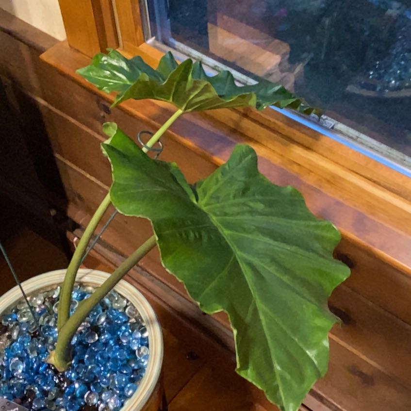 The Complete Low Rider Plant Care Guide: Water, Light & Beyond