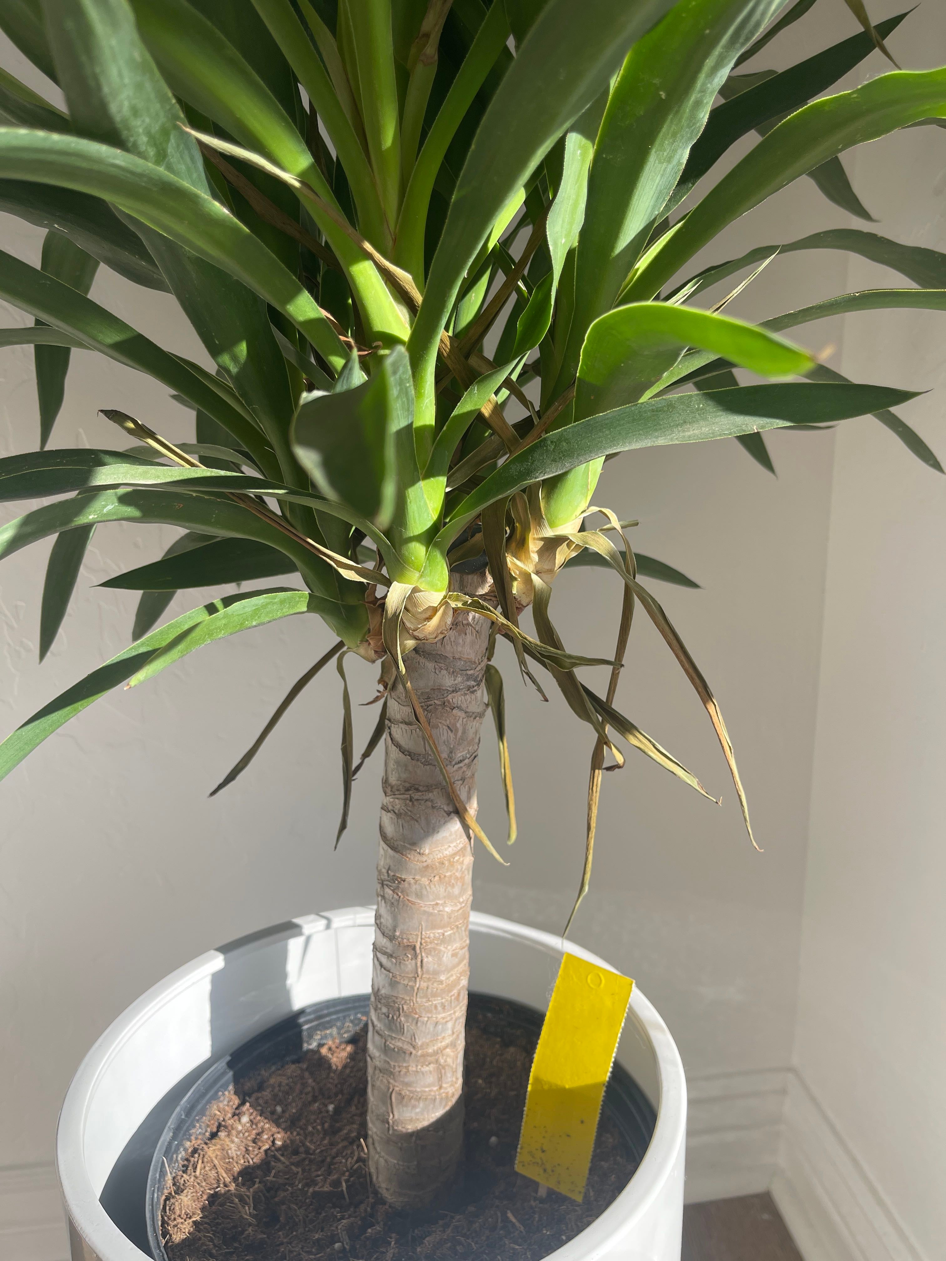 How to Care for Yucca 'Solaris': Mastering Water, Sunlight & More