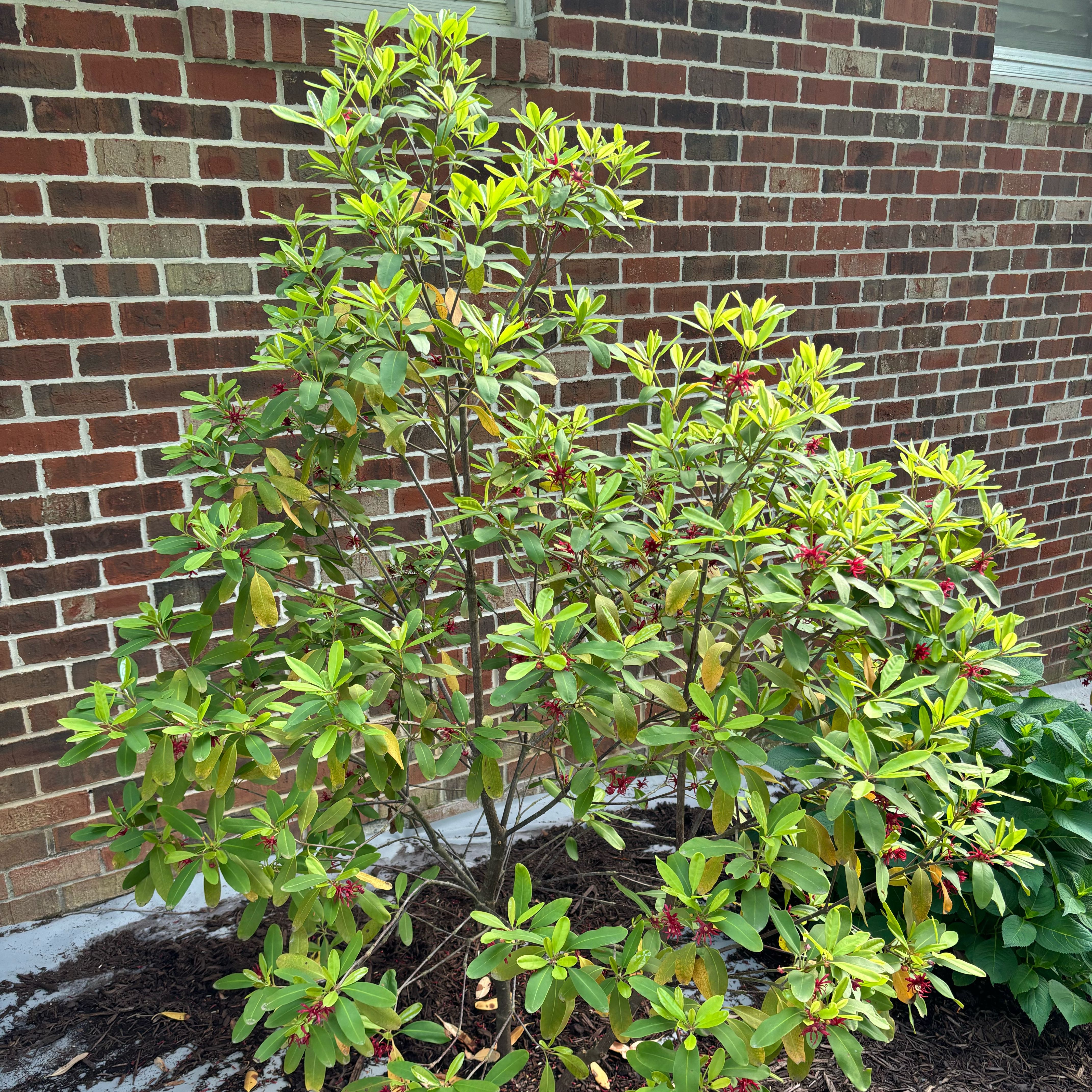 🔥 Common Firebush Problems