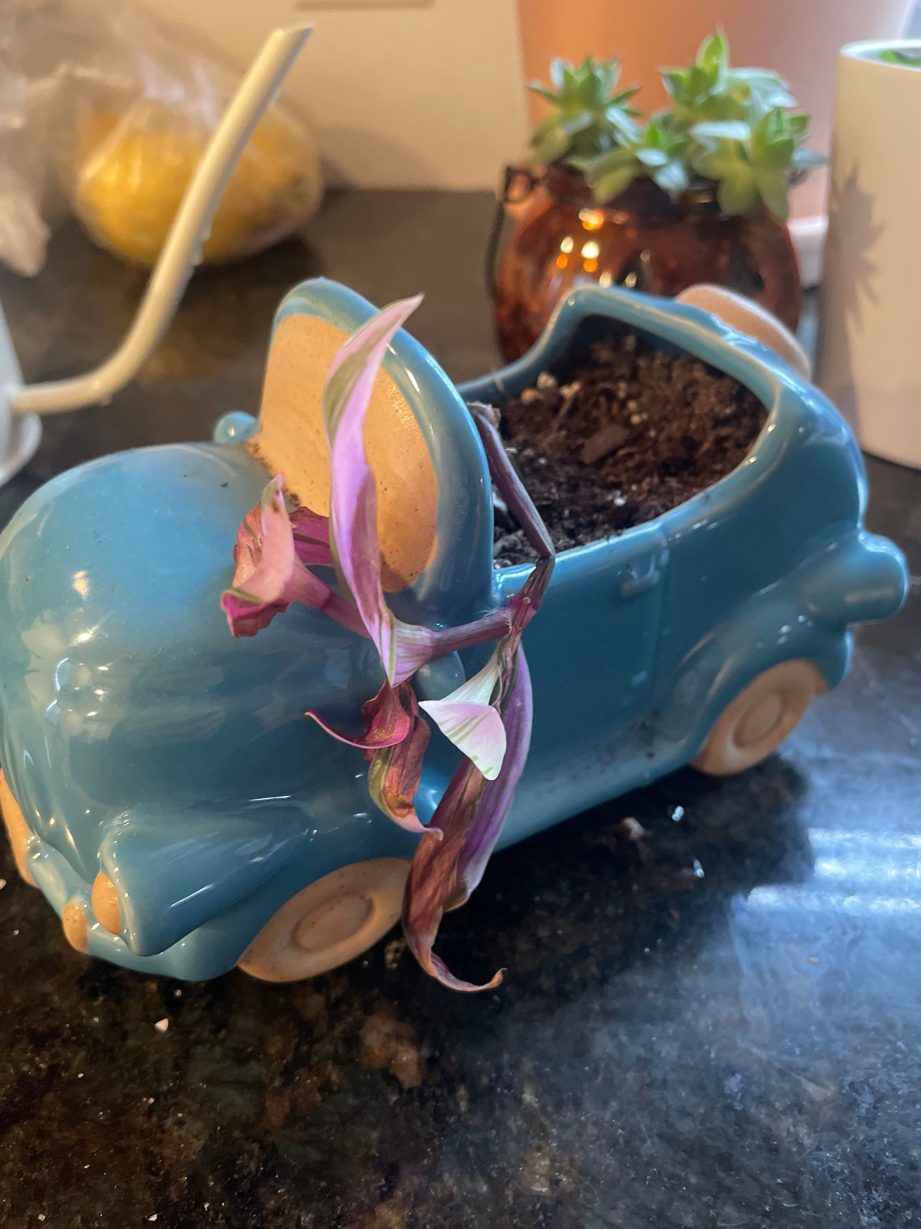 (smooth form) - 'Lilac' Plant Care: Water, Light, Nutrients | Greg App 🌱