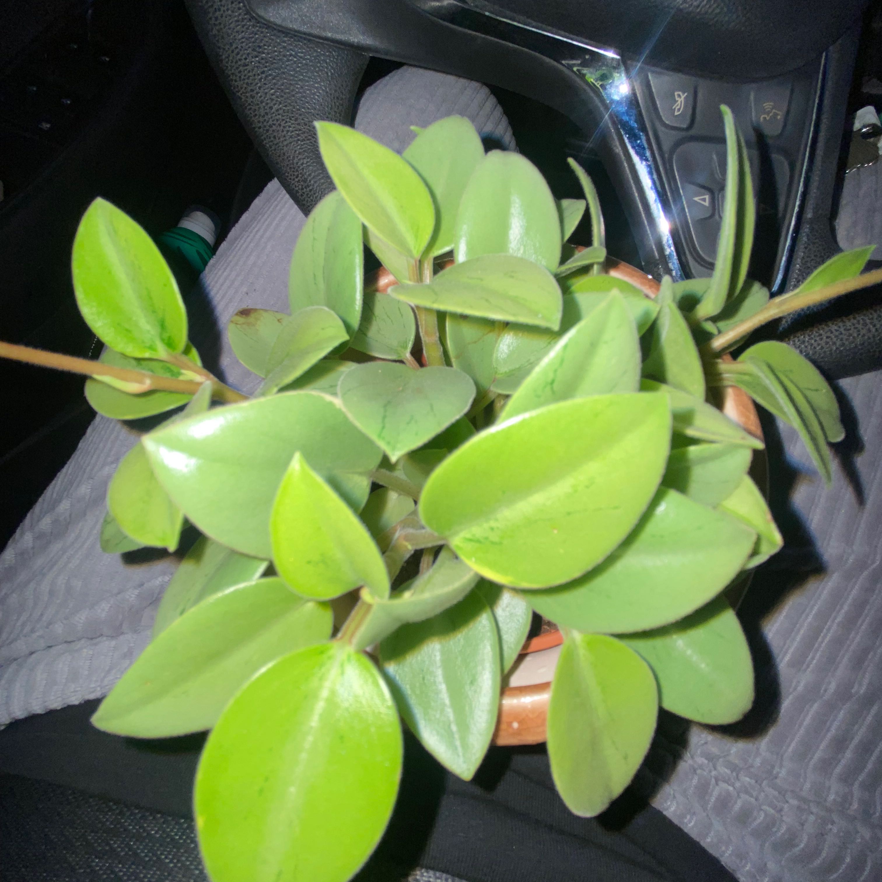 McKinley | A plant by @AnewIcarus on Greg