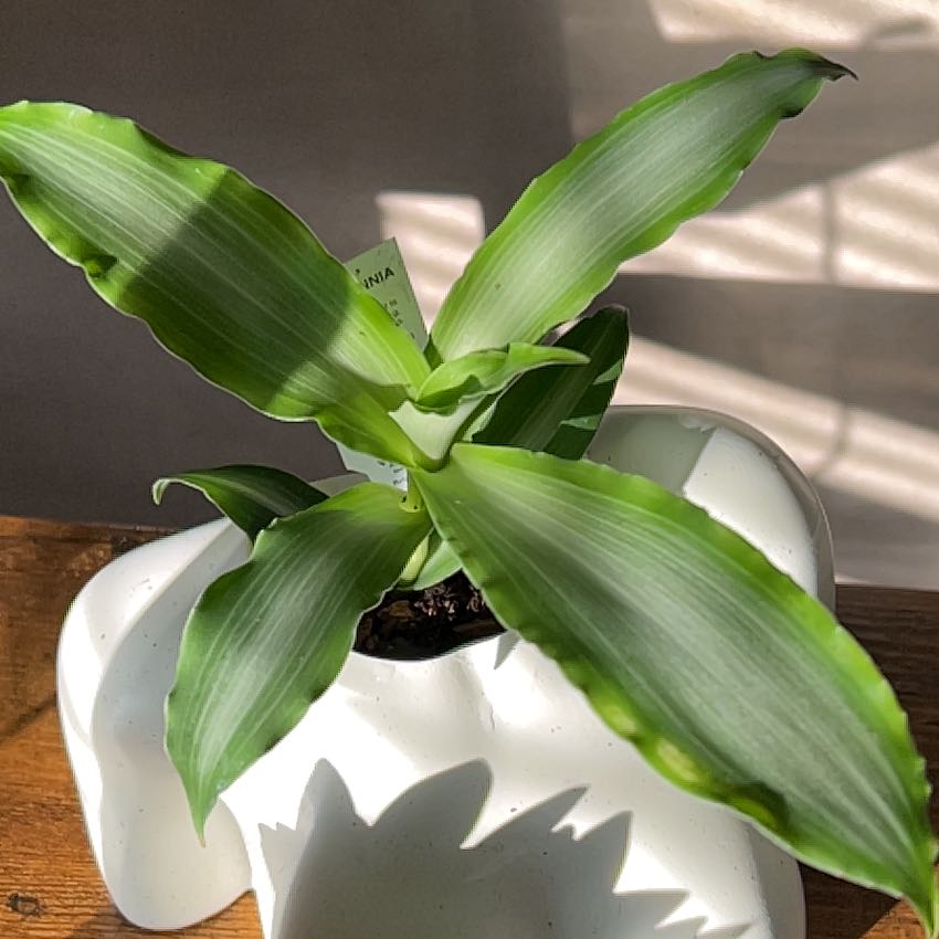 What Are The Bugs on My Basket Plant? 🐛