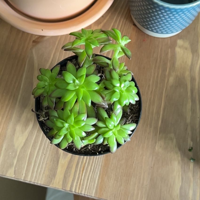 Black Spots on My Sedum adolphi 'Shooting Stars' Leaves