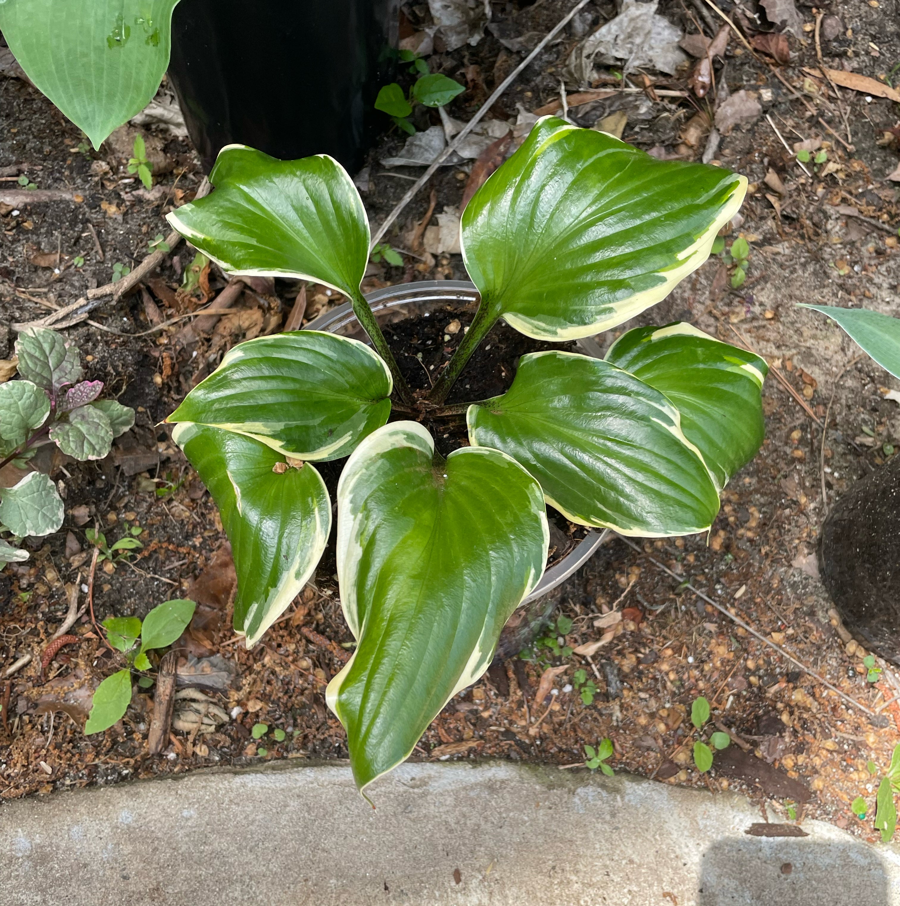The Complete Hosta 'Raspberry Sundae' Plant Care Guide: Water, Light ...