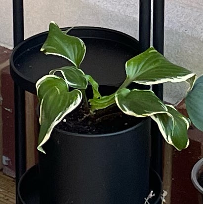 How to Care for Hosta 'Raspberry Sundae': Mastering Water, Sunlight & More