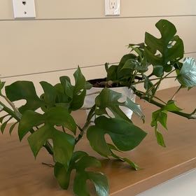 Nemo | A plant by @PrinceAloepepe on Greg