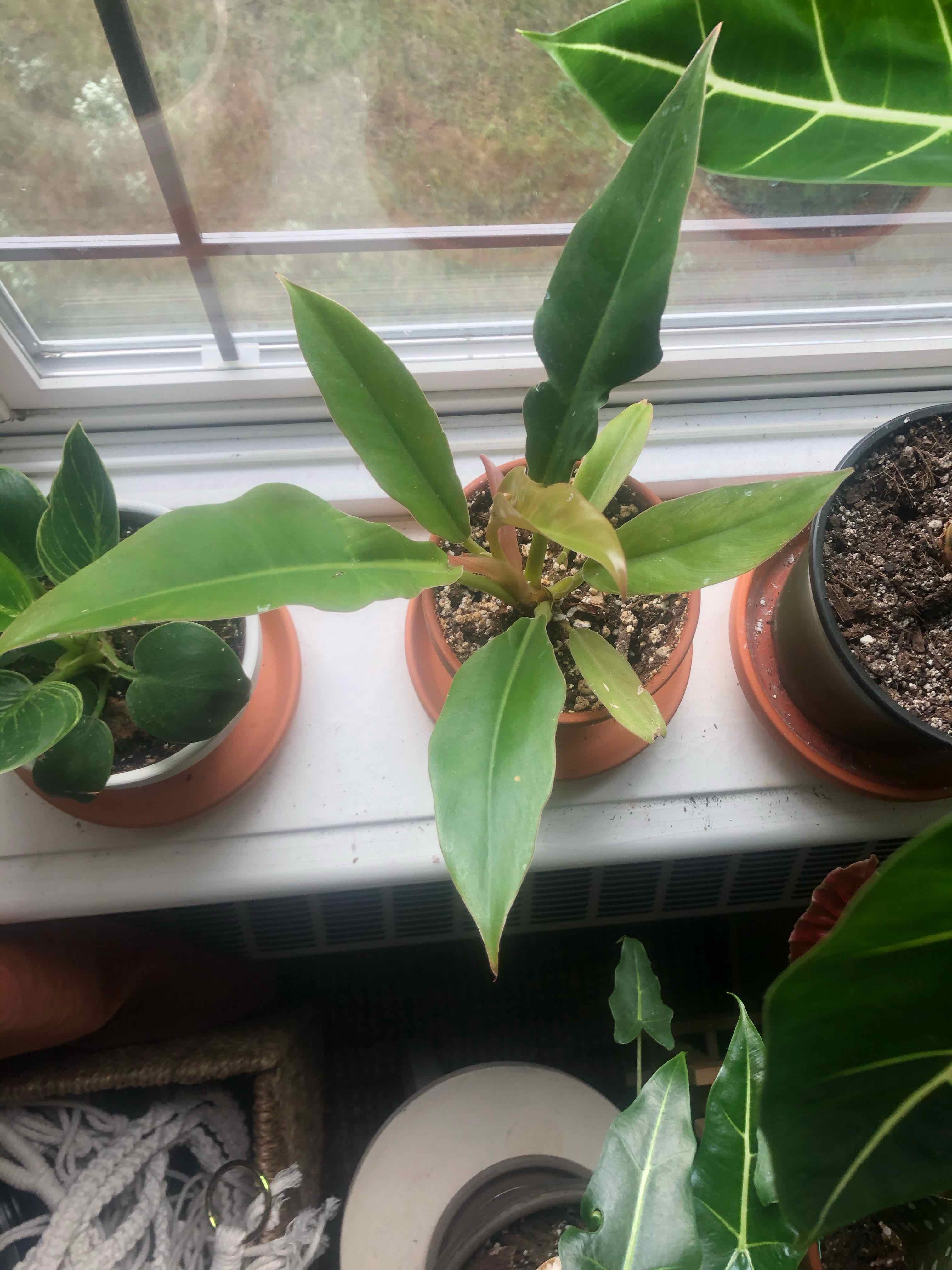 Light Requirements For My Philodendron Narrow Tiger Tooth