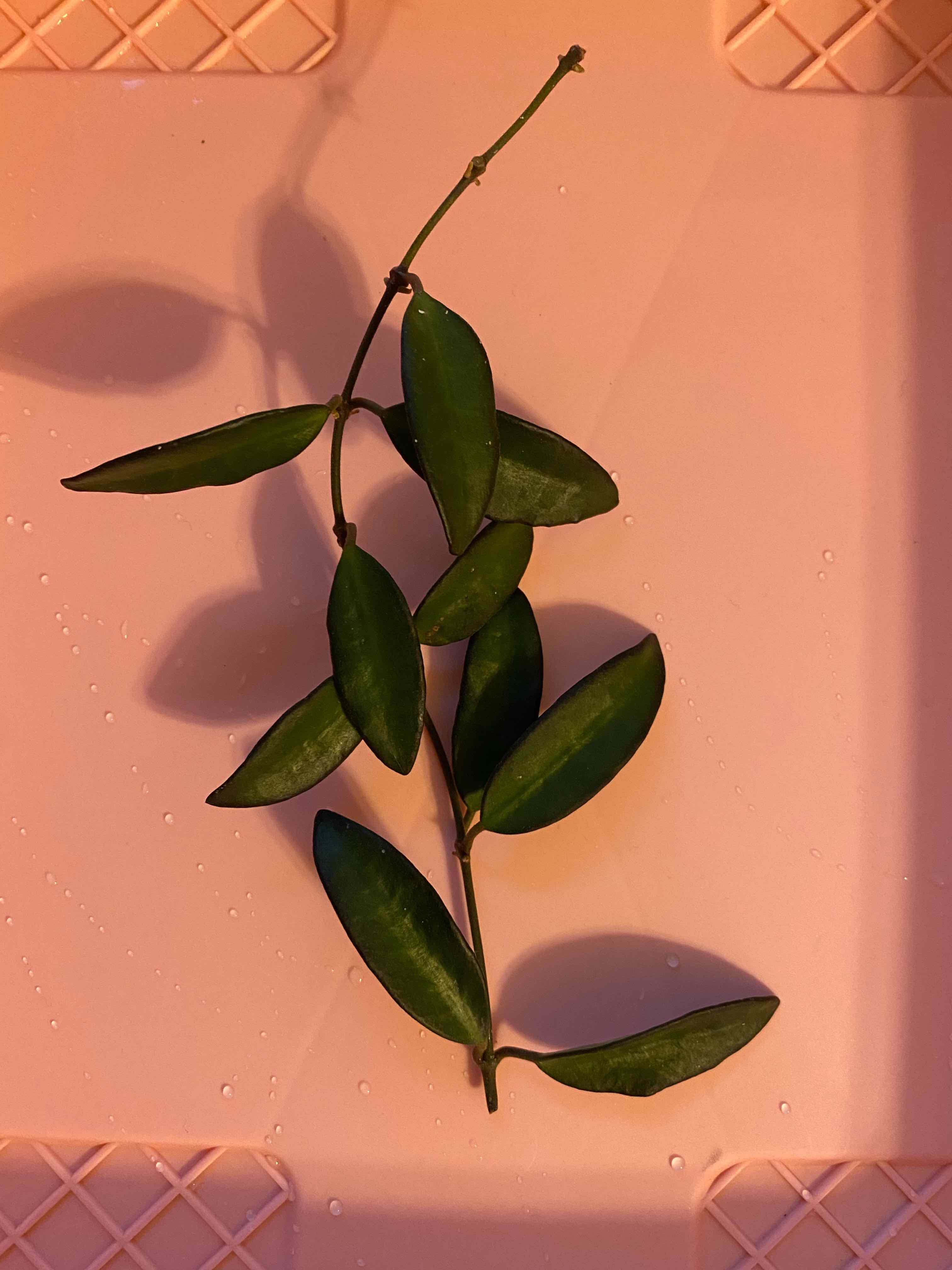 Common Hoya 'Rosita' Problems