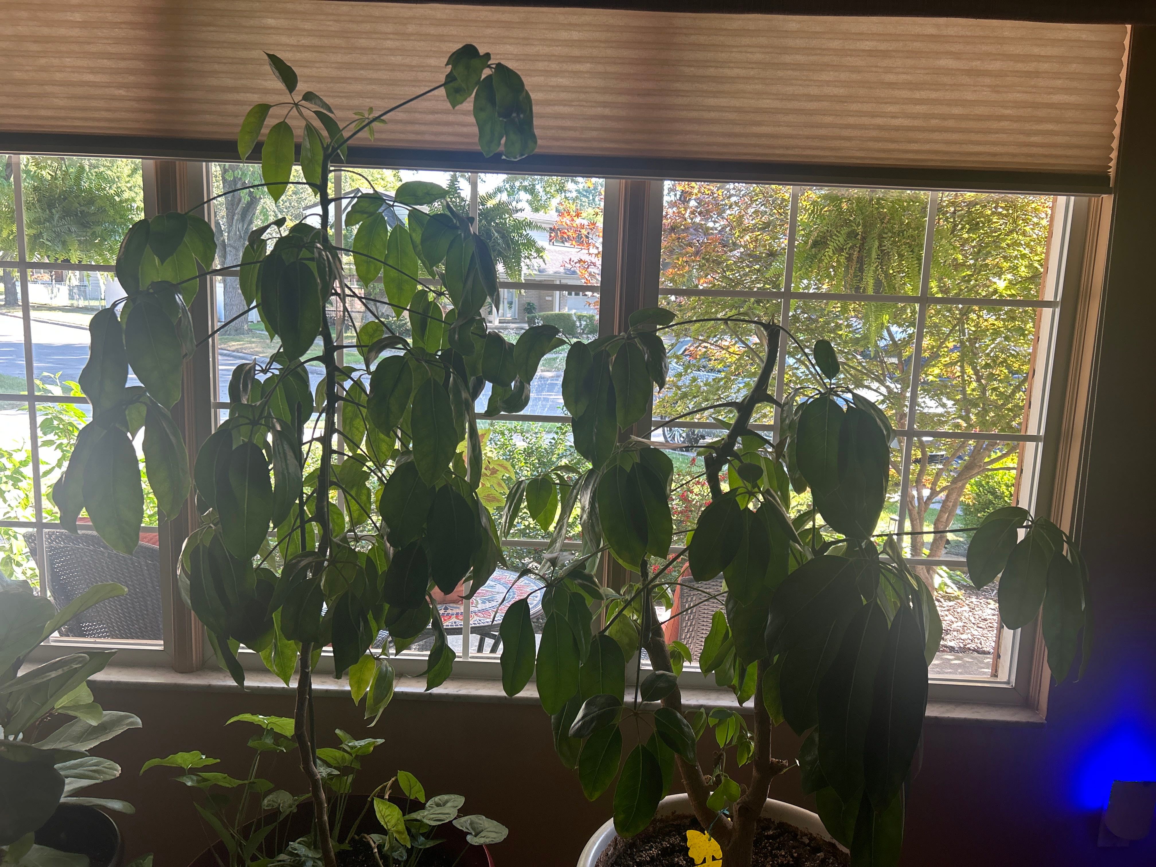 Ultimate Guide to Fixing Brown Spots on Schefflera 🩹