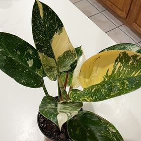 The Complete green congo Plant Care Guide: Water, Light & Beyond