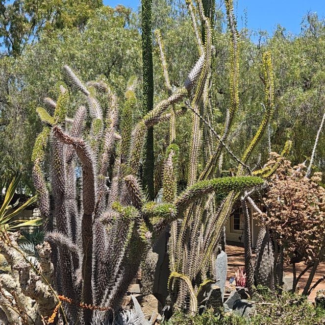 The Complete Octopus Cactus Plant Care Guide: Water, Light & Beyond