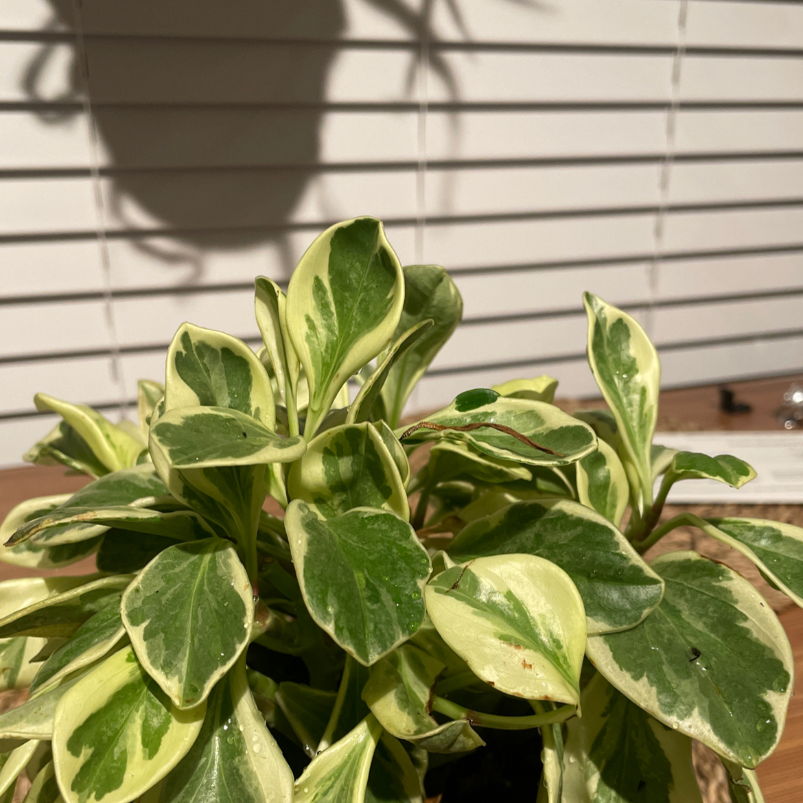 Dax | A plant by @CoolLovevine on Greg