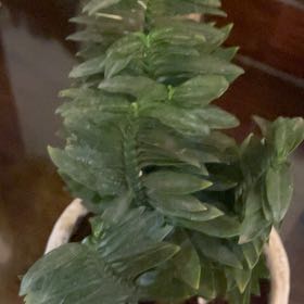 Achilles | A plant by @HonoredSweetsop on Greg