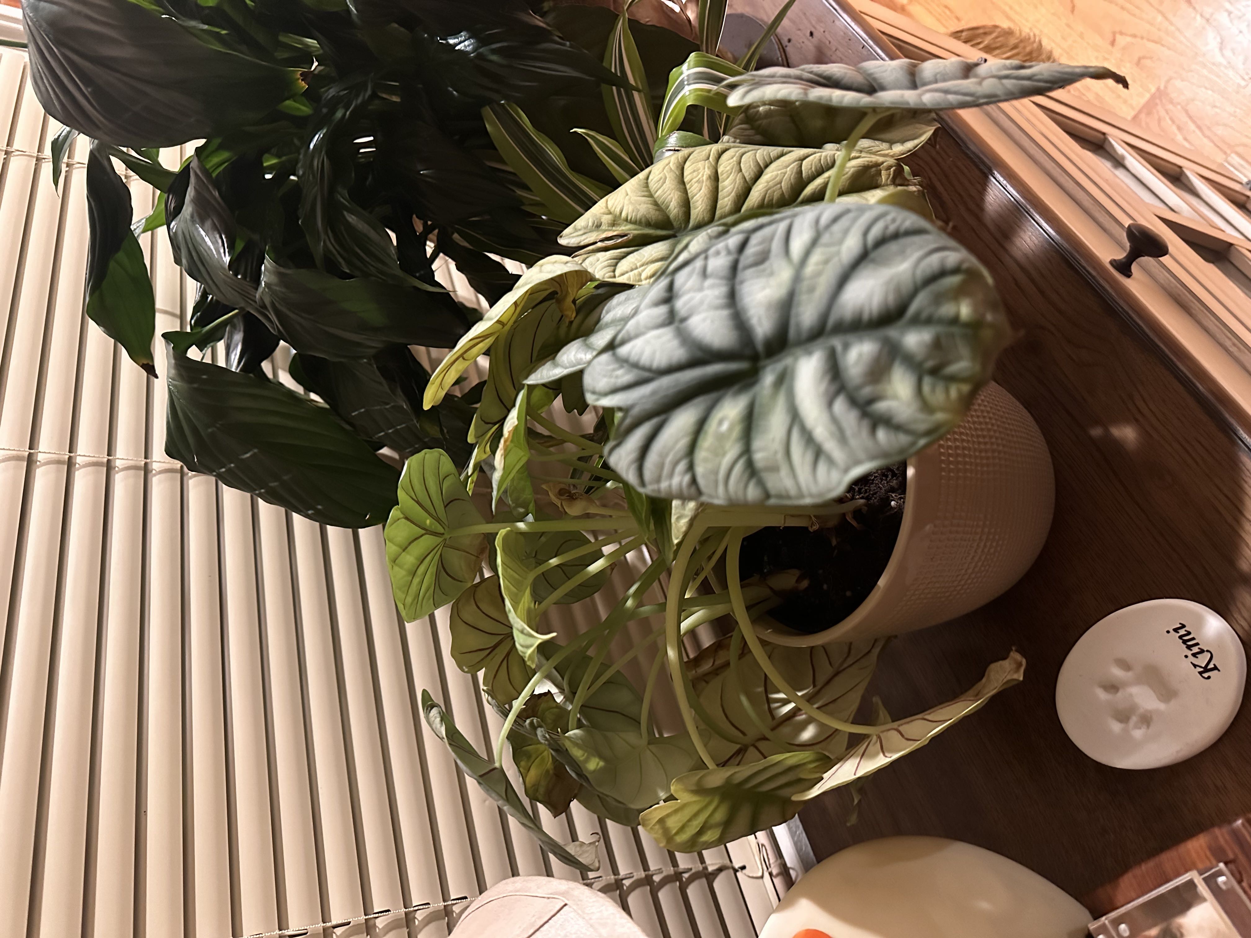 🐉 Why Are My Alocasia 'Dragon Scale' Leaves Curling?
