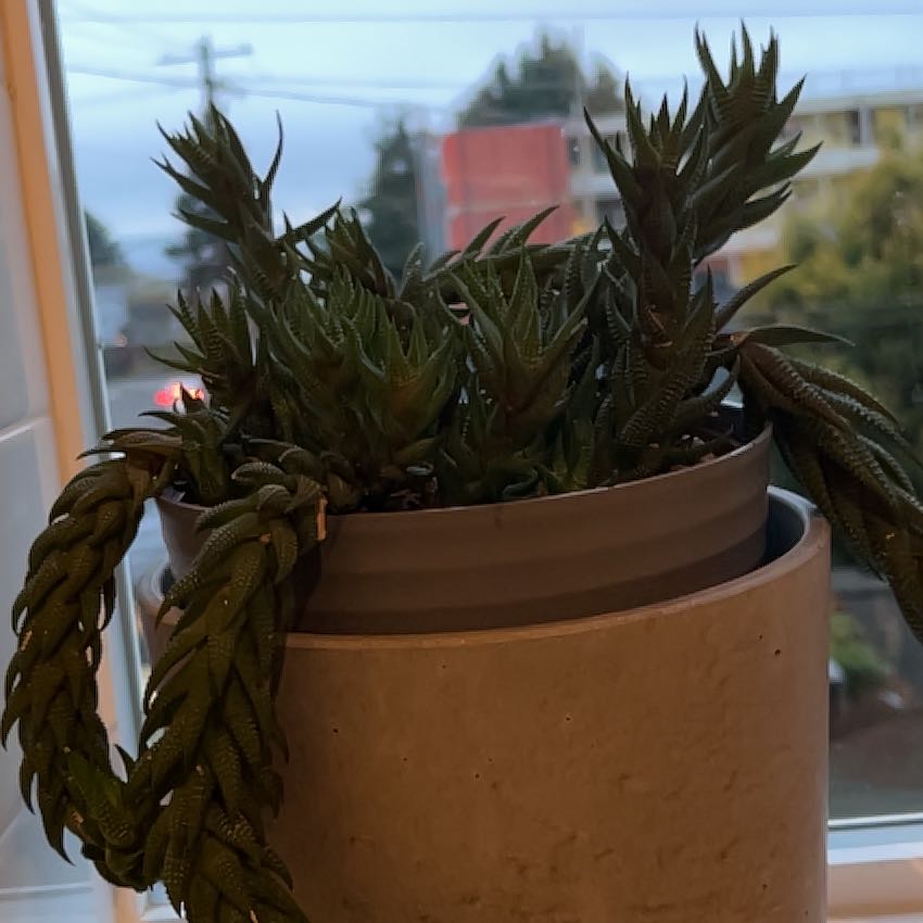 Zeus | A plant by @LucentOvalsedge on Greg