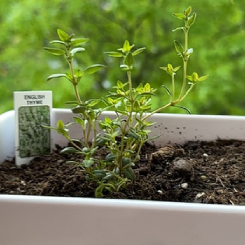 What Temperature Should My Common Thyme Be Kept At?