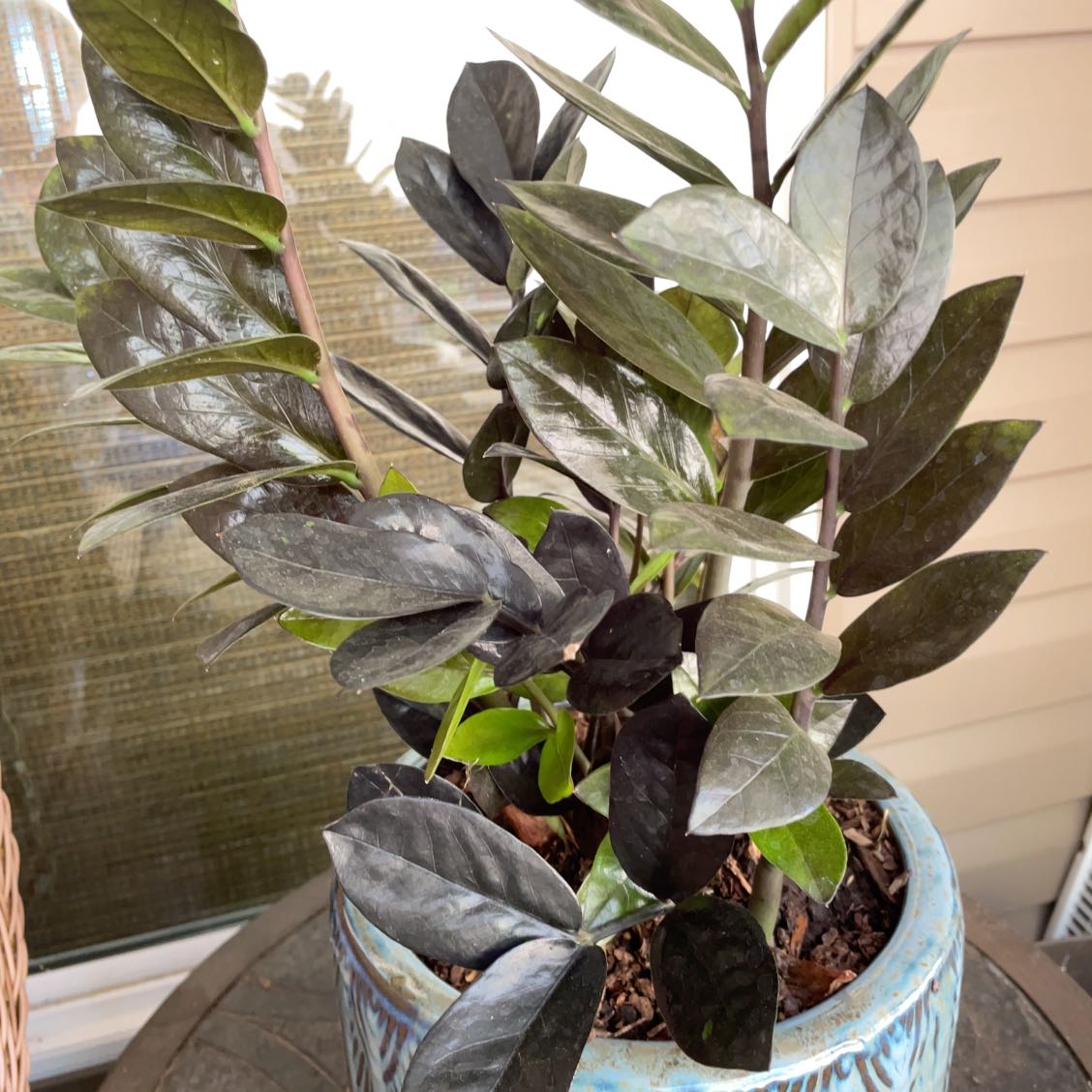 Huckleberry Fern | A plant by @PotentSweetsop on Greg
