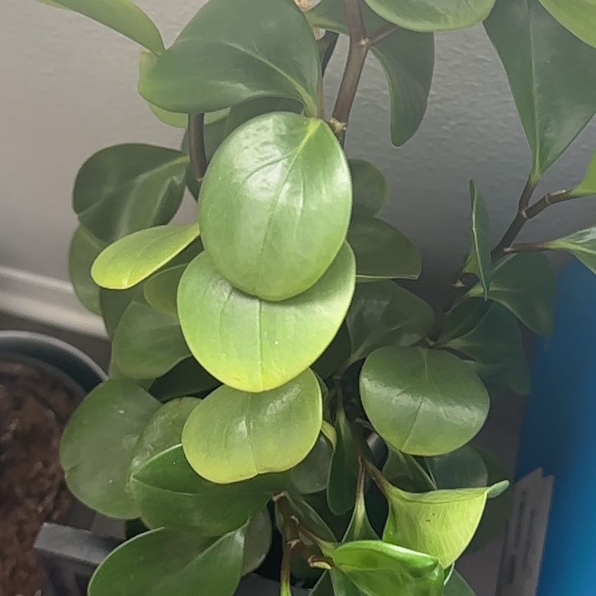 Rubber Vine Plant Care: Water, Light, Nutrients | Greg App 🌱