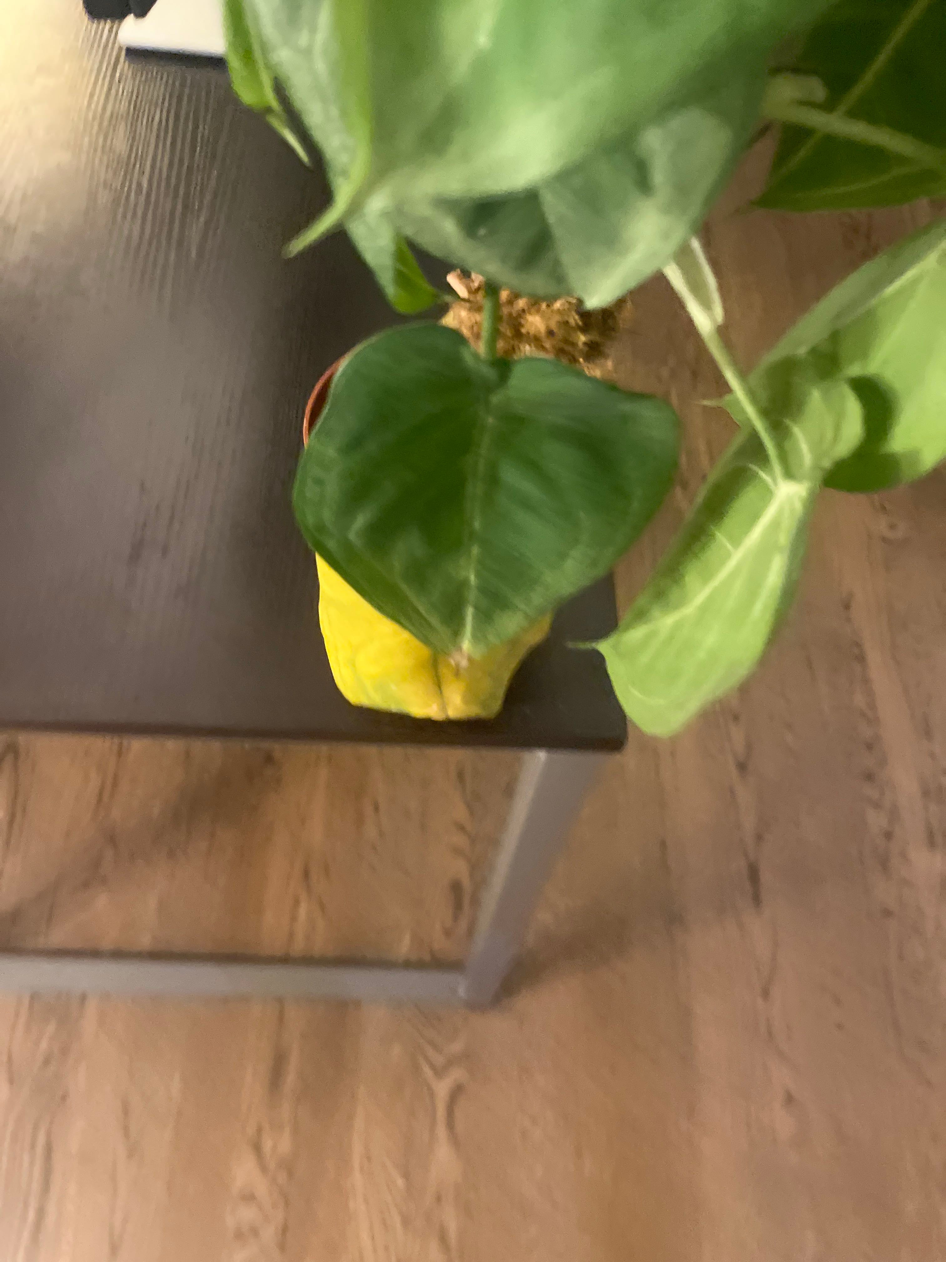 Black Spots on My Syngonium 'Frosted Heart' Leaves