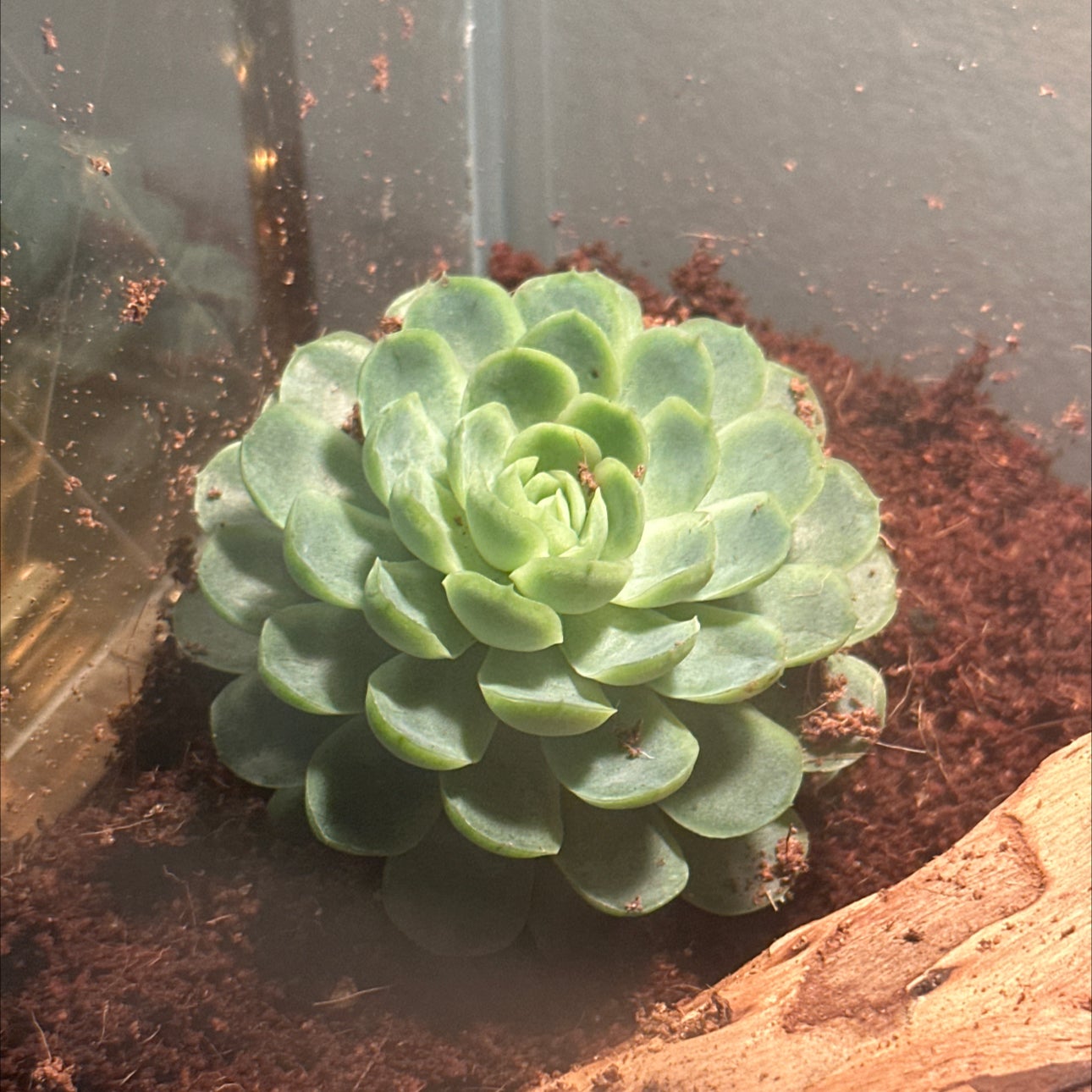 Nemo | A plant by @PrettyPepino on Greg