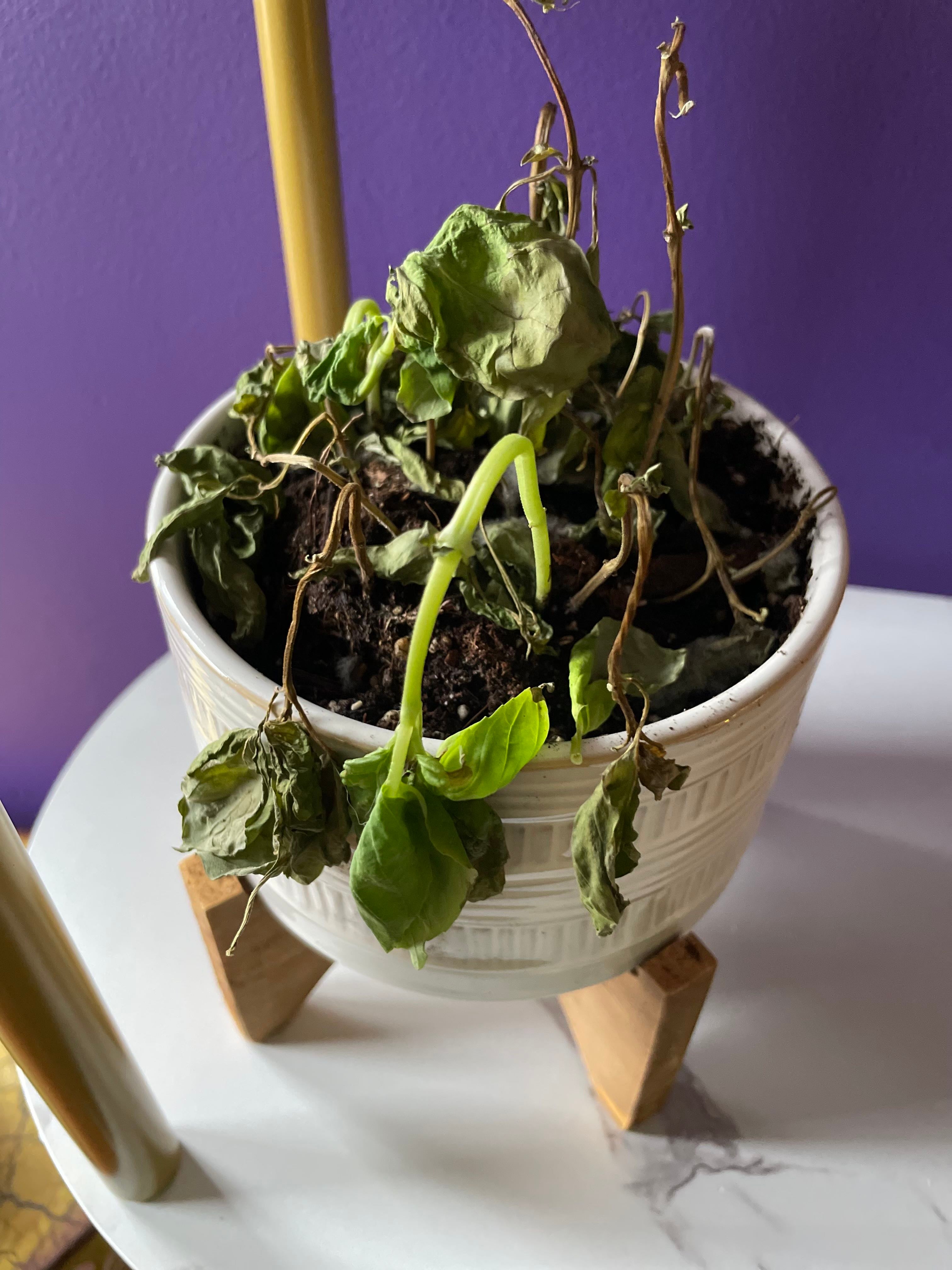 🌿 Why Are My Sweet Basil Leaves Falling Over?