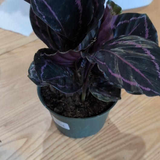 Calathea 'Pink Star' Care 101: Water, Light & Growing Tips