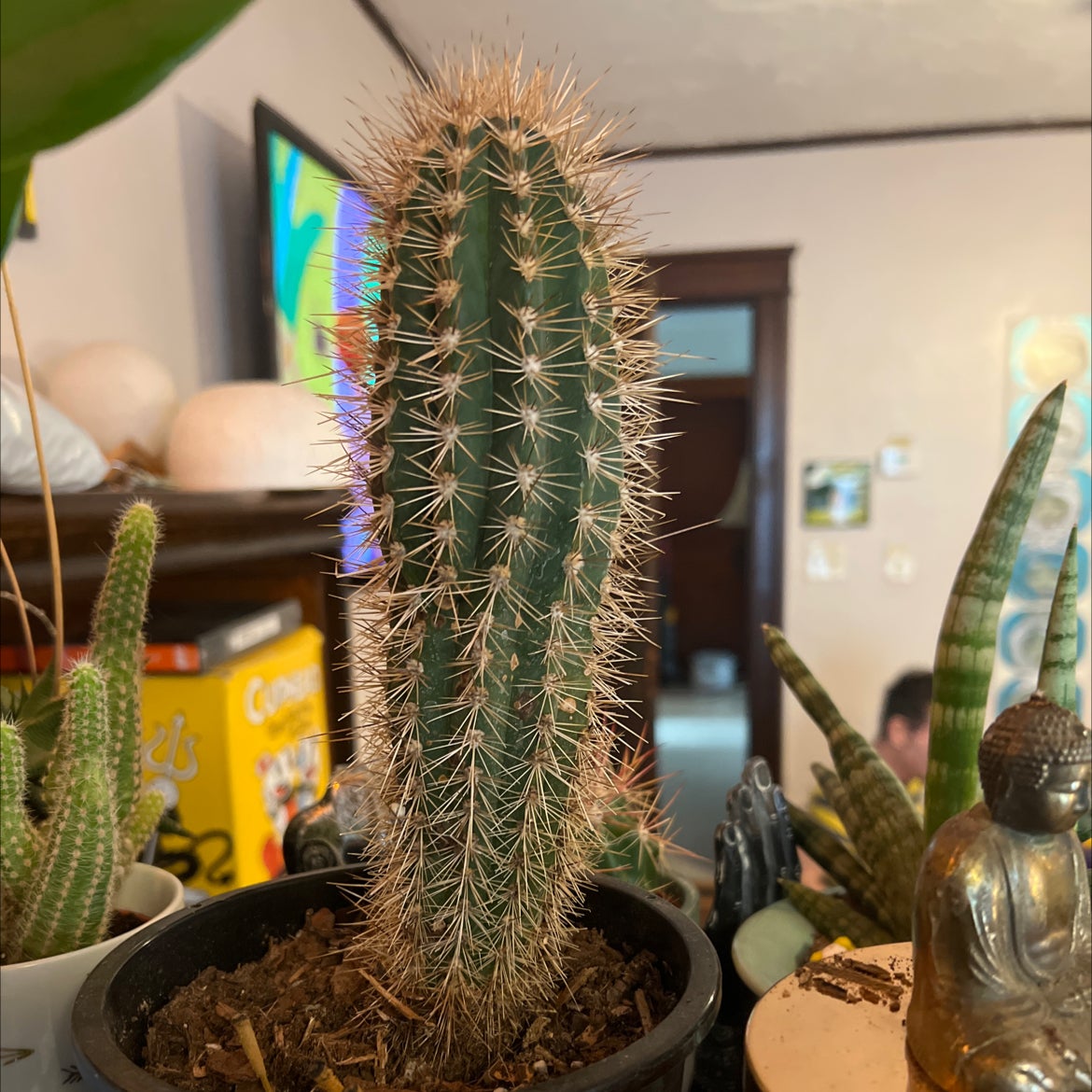 🌵 When and Where Should I Trim My Mexican Giant Cardon?