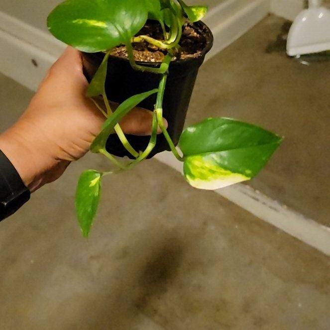 Kurt | A plant by @CalmRosegrape on Greg