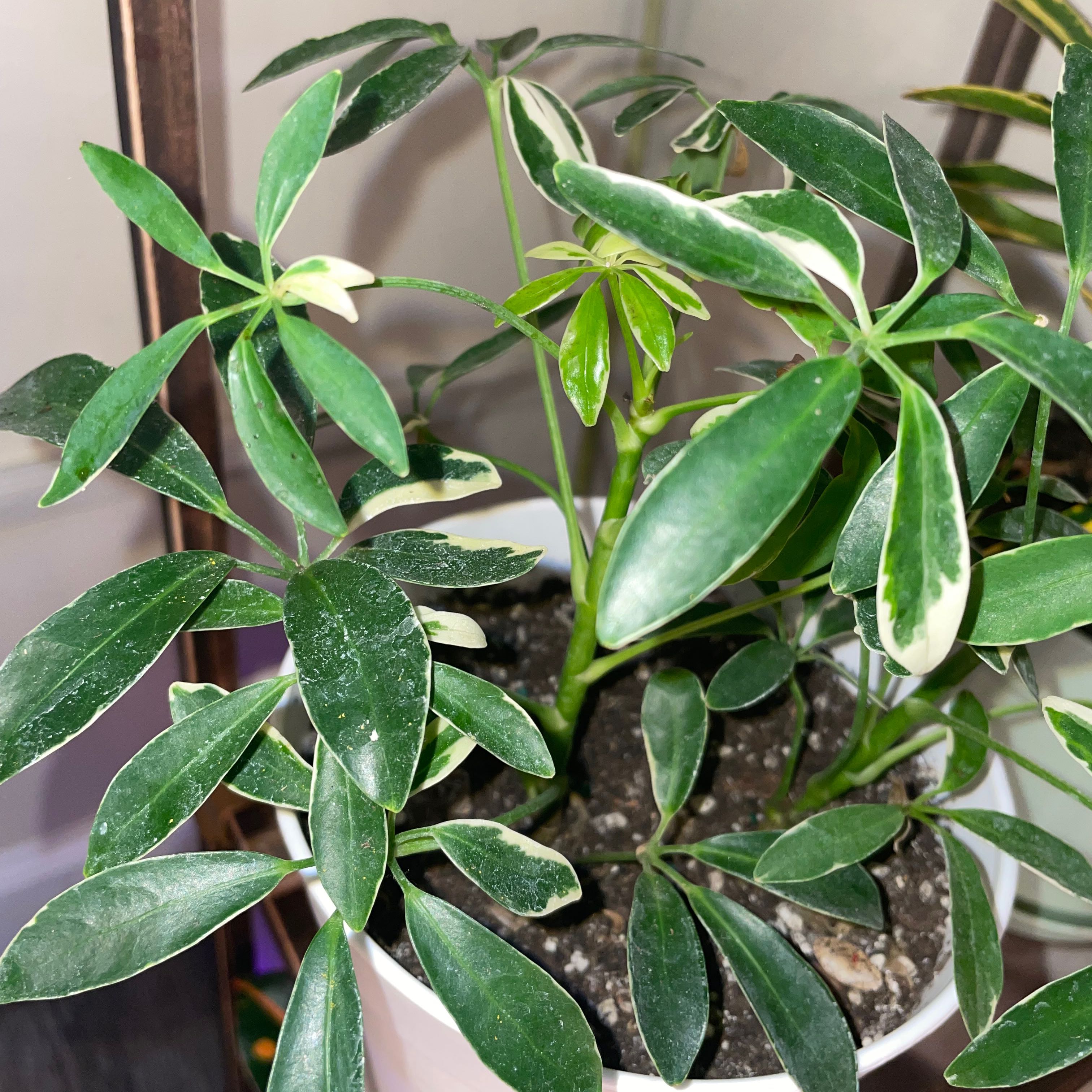 Variegated Dwarf Umbrella Tree Humidity