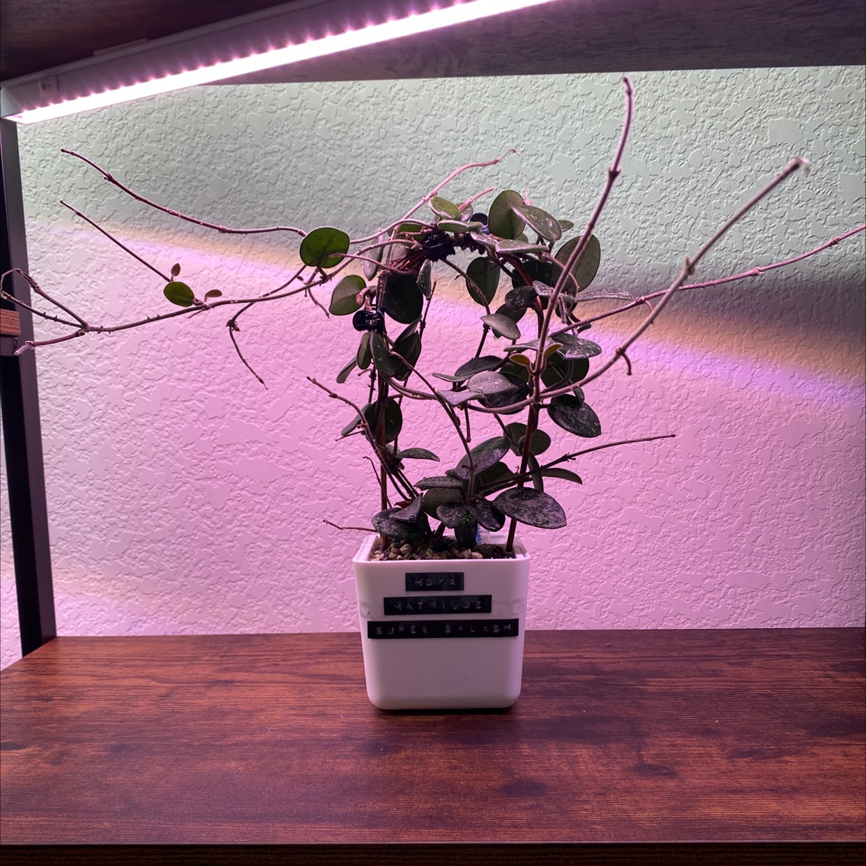 The Complete Hoya 'Mathilde Super Splash' Plant Care Guide: Water ...