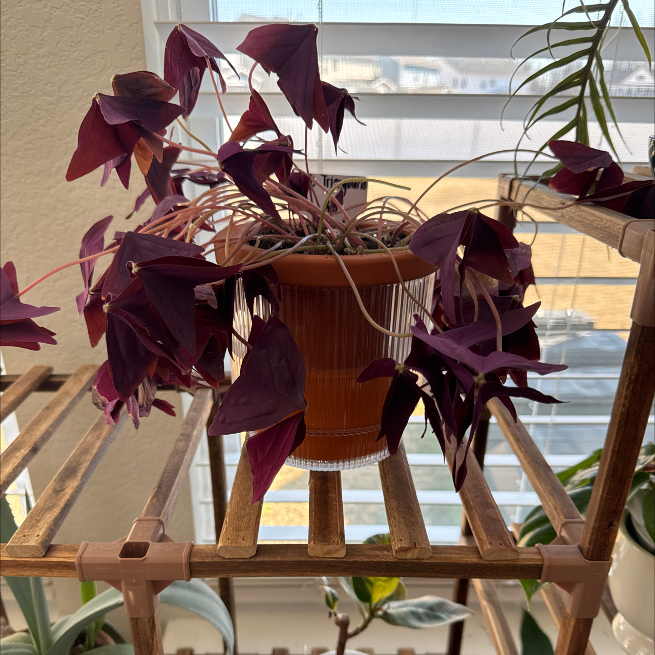 Oxalis Triangularis @Red | A plant by @CoolTexassage on Greg