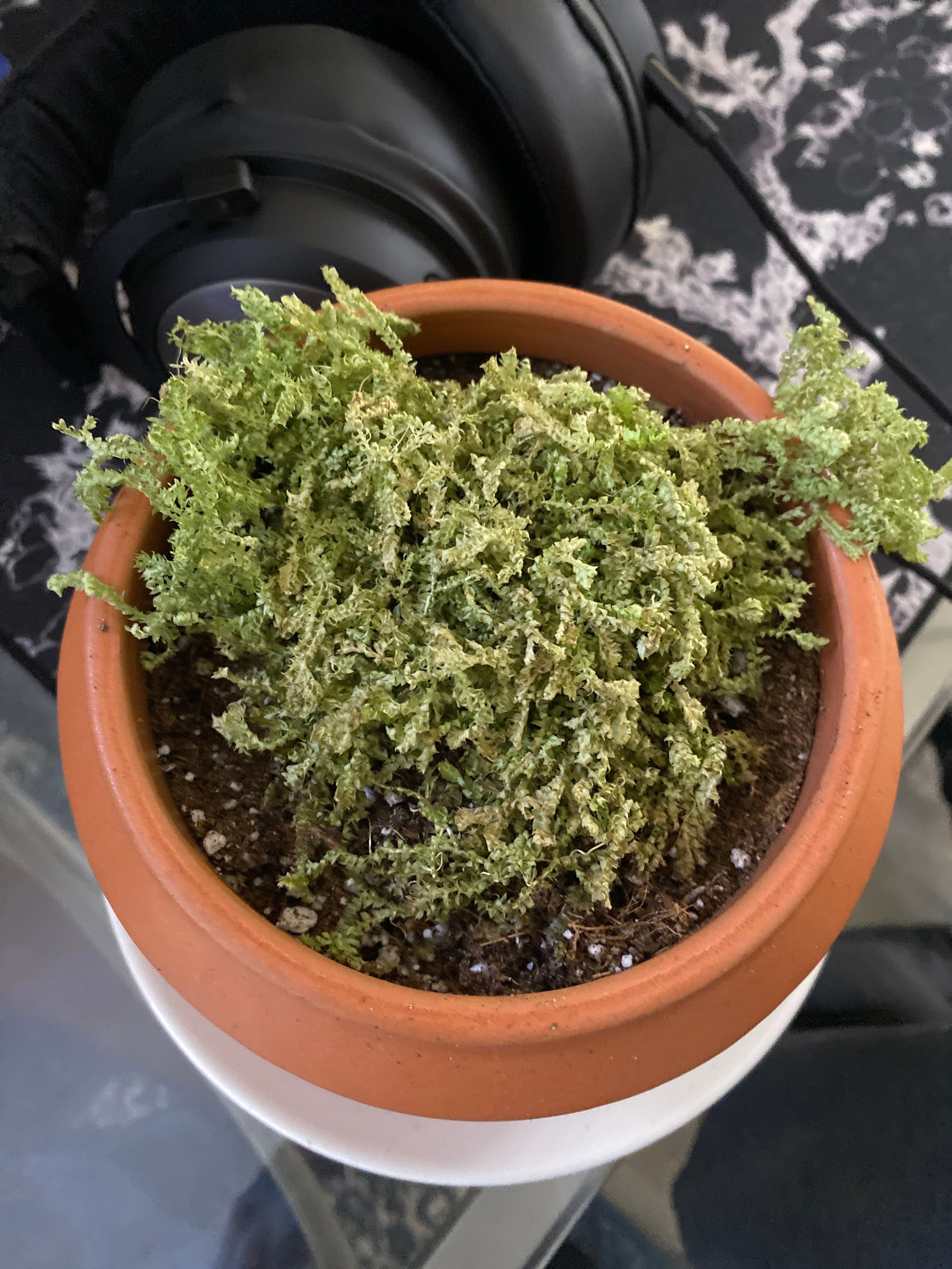 Club Moss: How Much Water & Light Does it Need to Thrive?