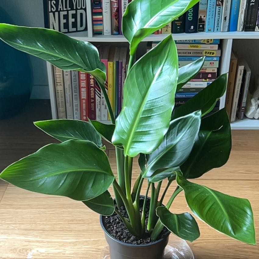 How To Fix Bird of Paradise Root Rot | Diagnosing & Treatment