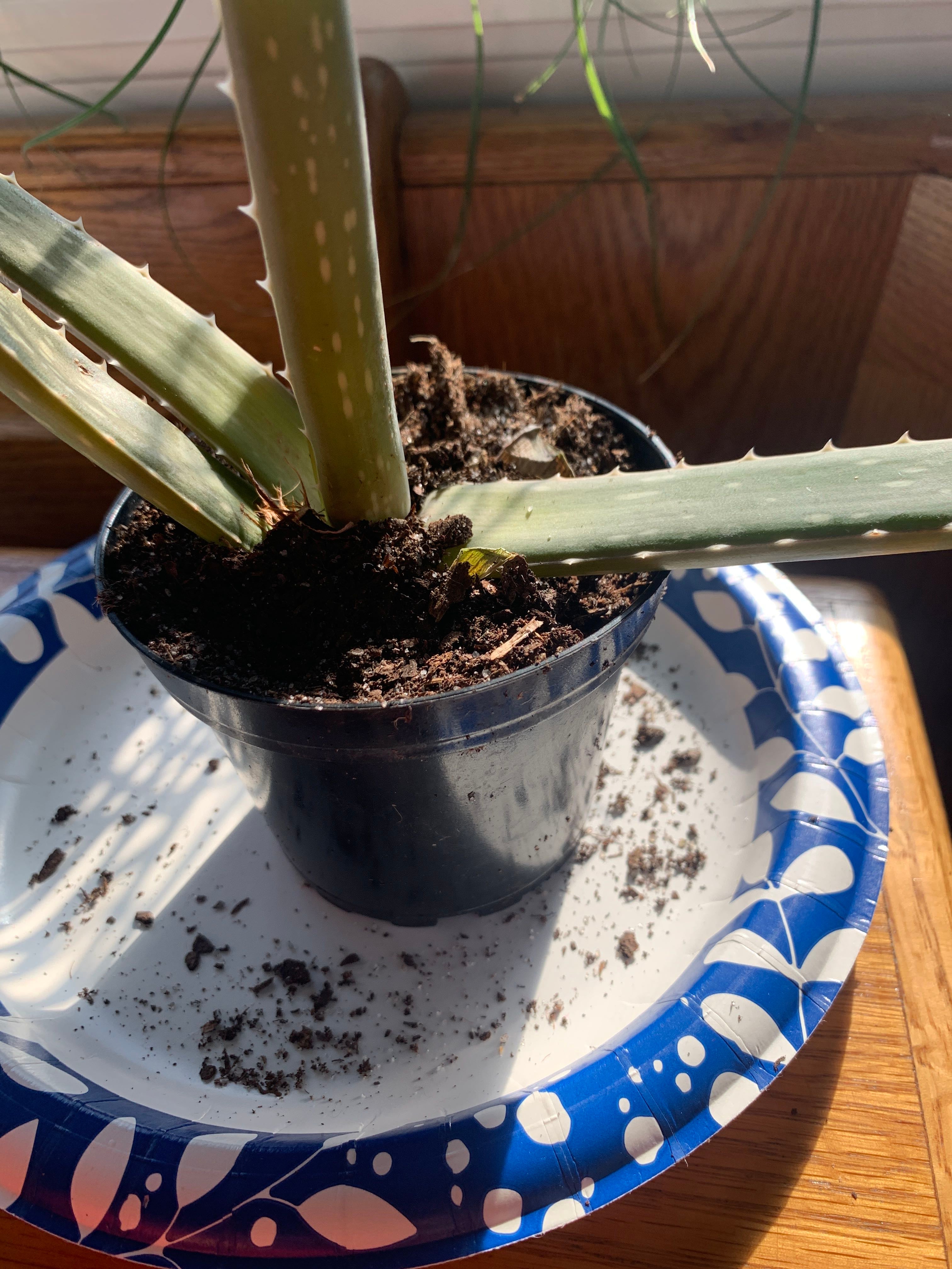 Why Are My Aloe Vera Leaves Falling Over? 🍂