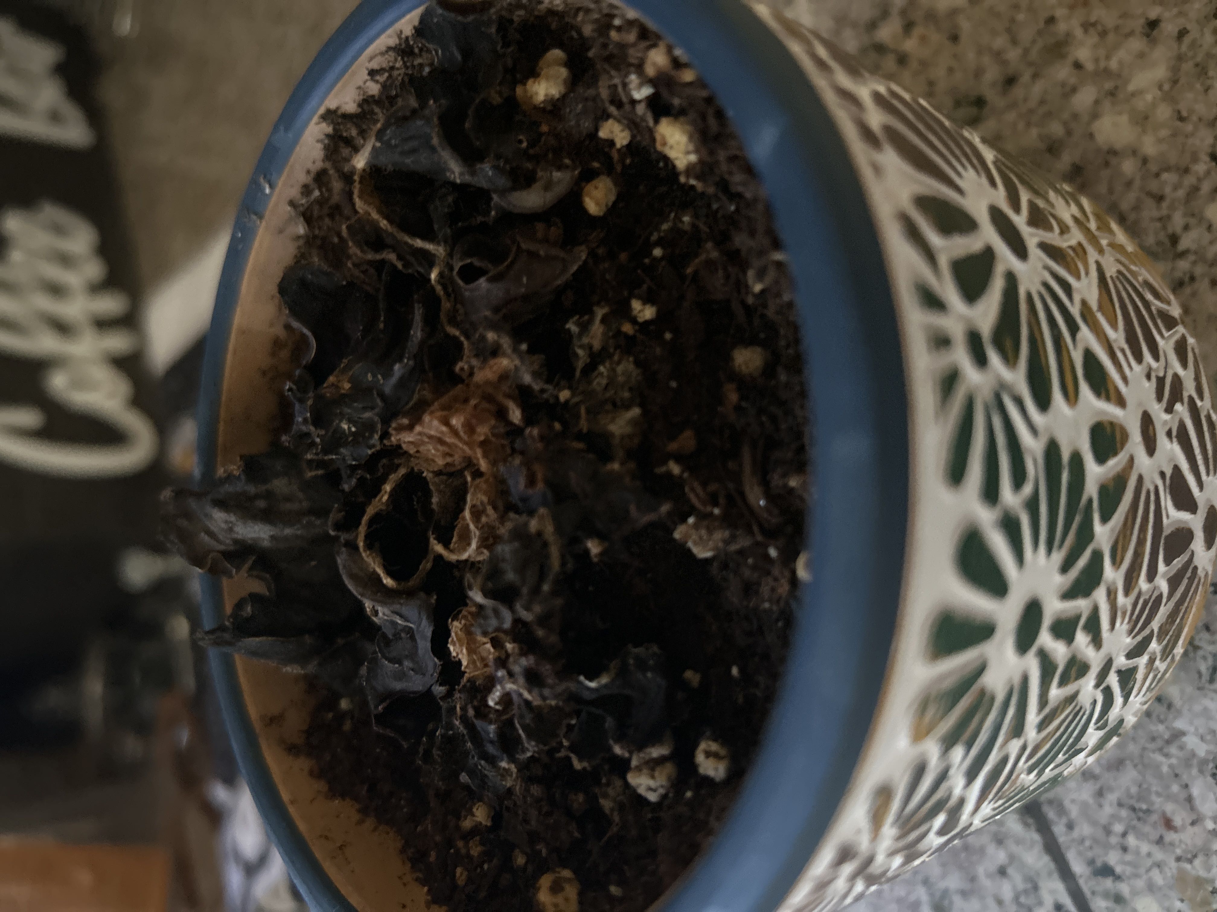 The Complete Fuchsia Begonia 'Rose' Plant Care Guide: Water, Light & Beyond