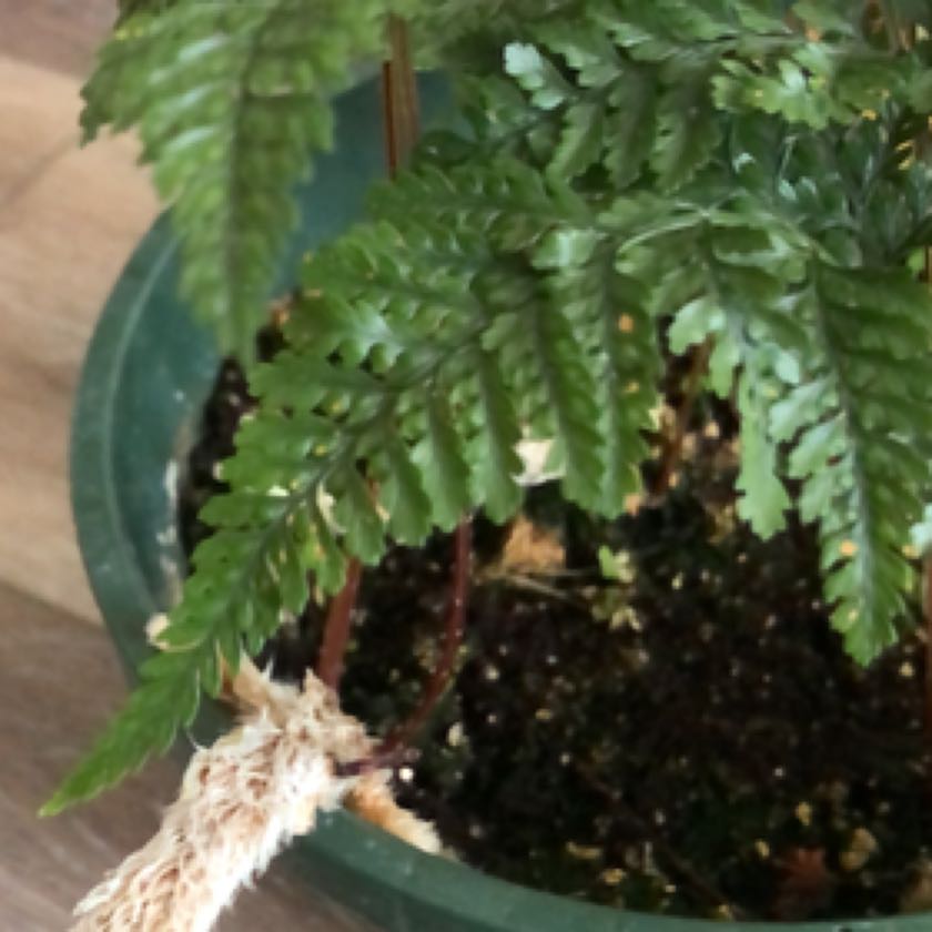 The Complete Squirrel's Foot Fern Plant Care Guide: Water, Light & Beyond