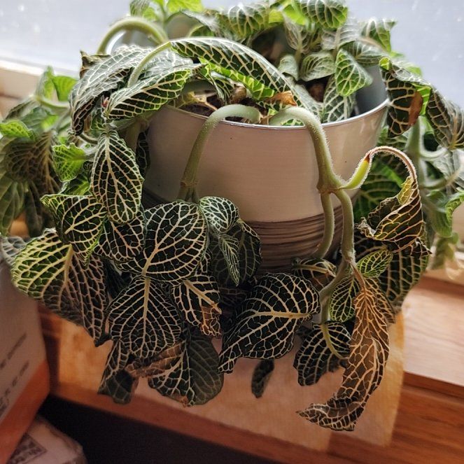 Why Are My Nerve Plant Leaves Falling Over?