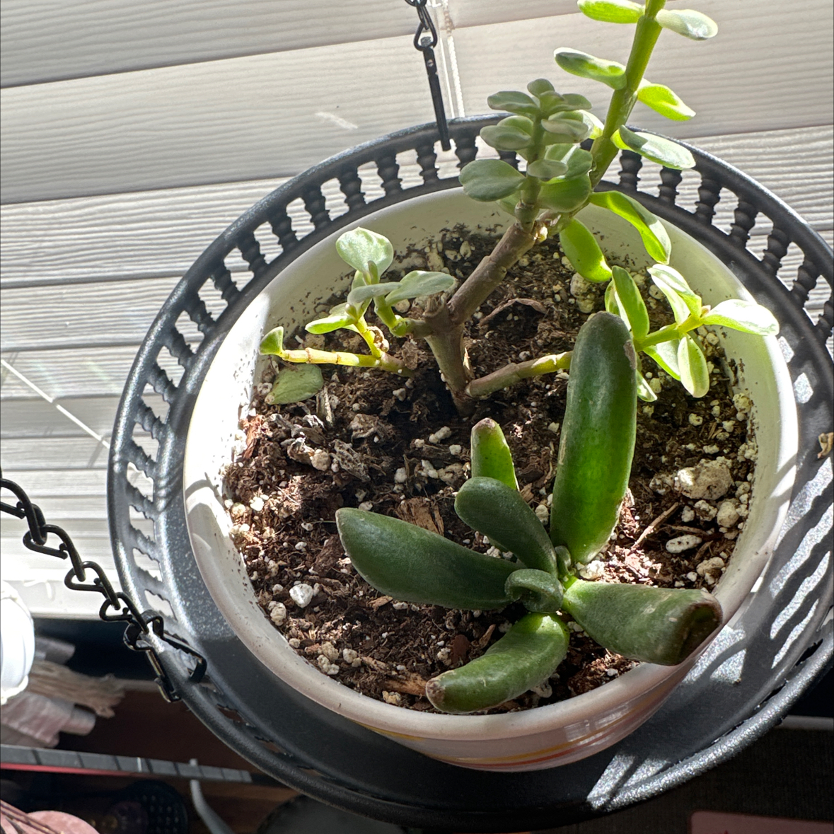 Luna | A plant by @QuirkyRaintree on Greg